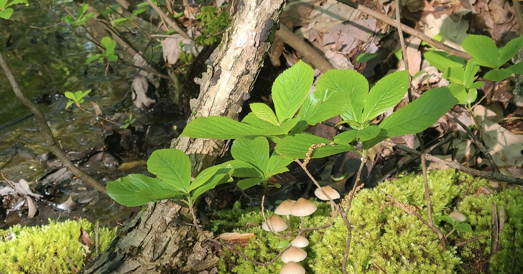 Bockoven Trail is Third Saturday Walk site on Sept. 16 (copy ...