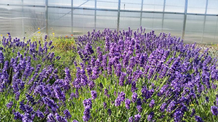 GARDENING IN THE GARDEN STATE: Designing for a pollinator-friendly ...