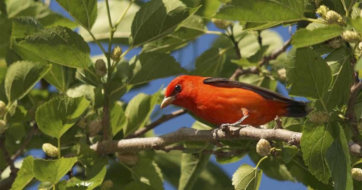Conservation group sponsors songbird walks through May | Outdoors ...