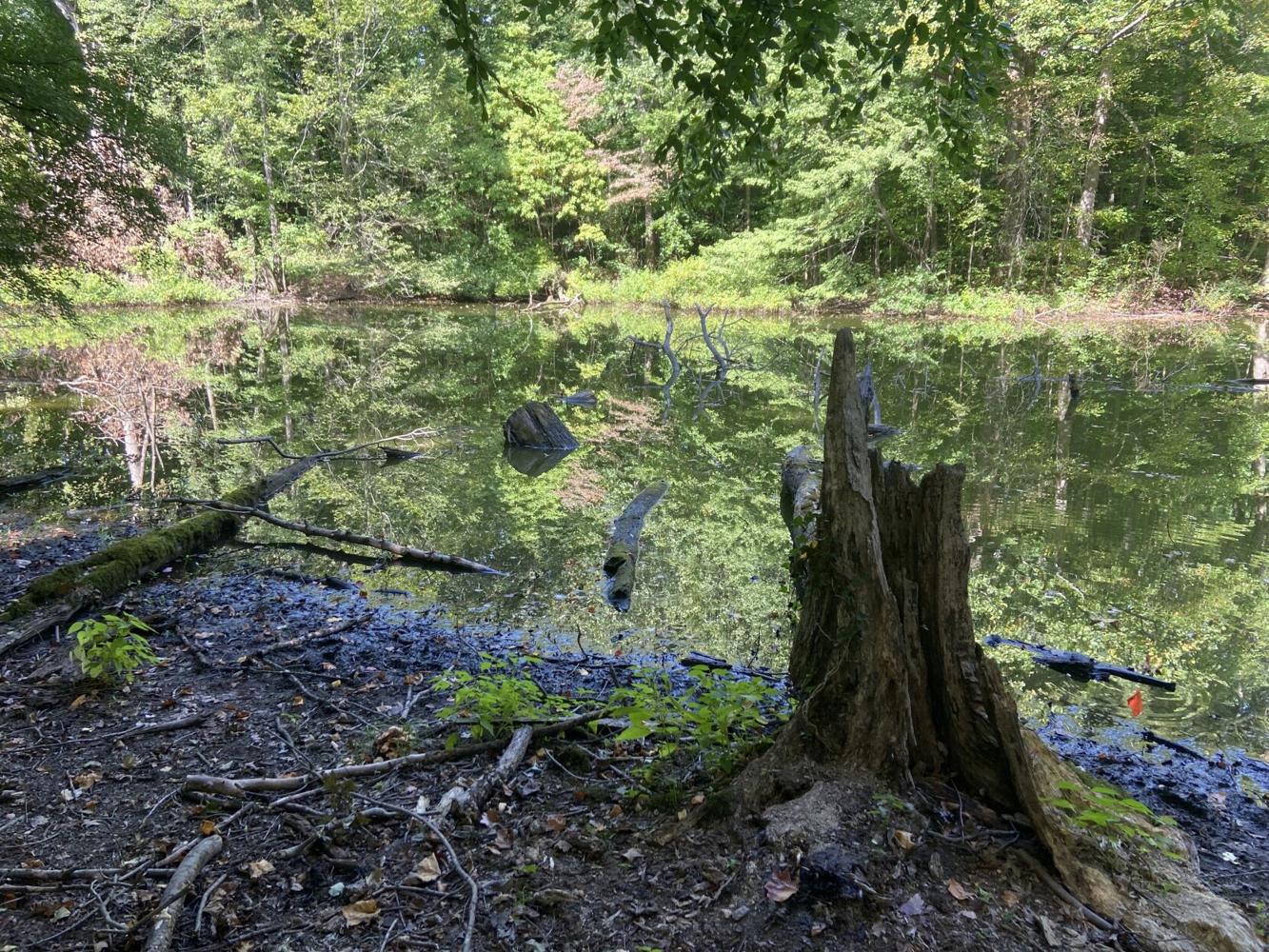 Drew Forest excluded from Madison’s affordable housing plan; university ...