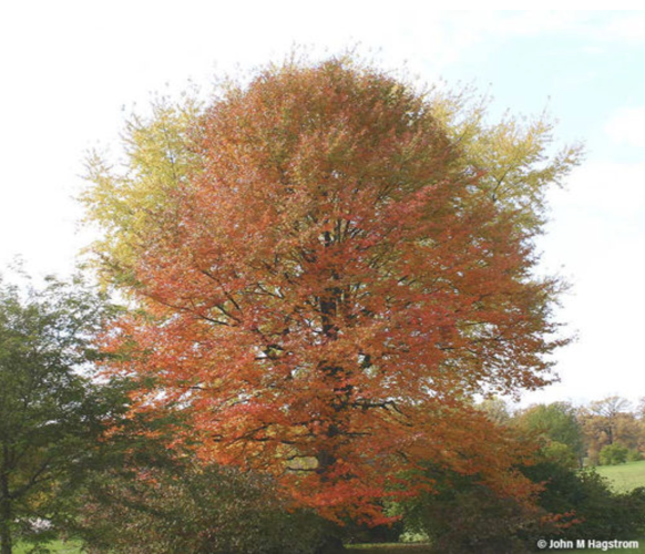 Trees available through Long Hill challenge grant | News ...