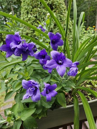 GARDENING IN THE GARDEN STATE: Are there truly blue flowers? | Column ...