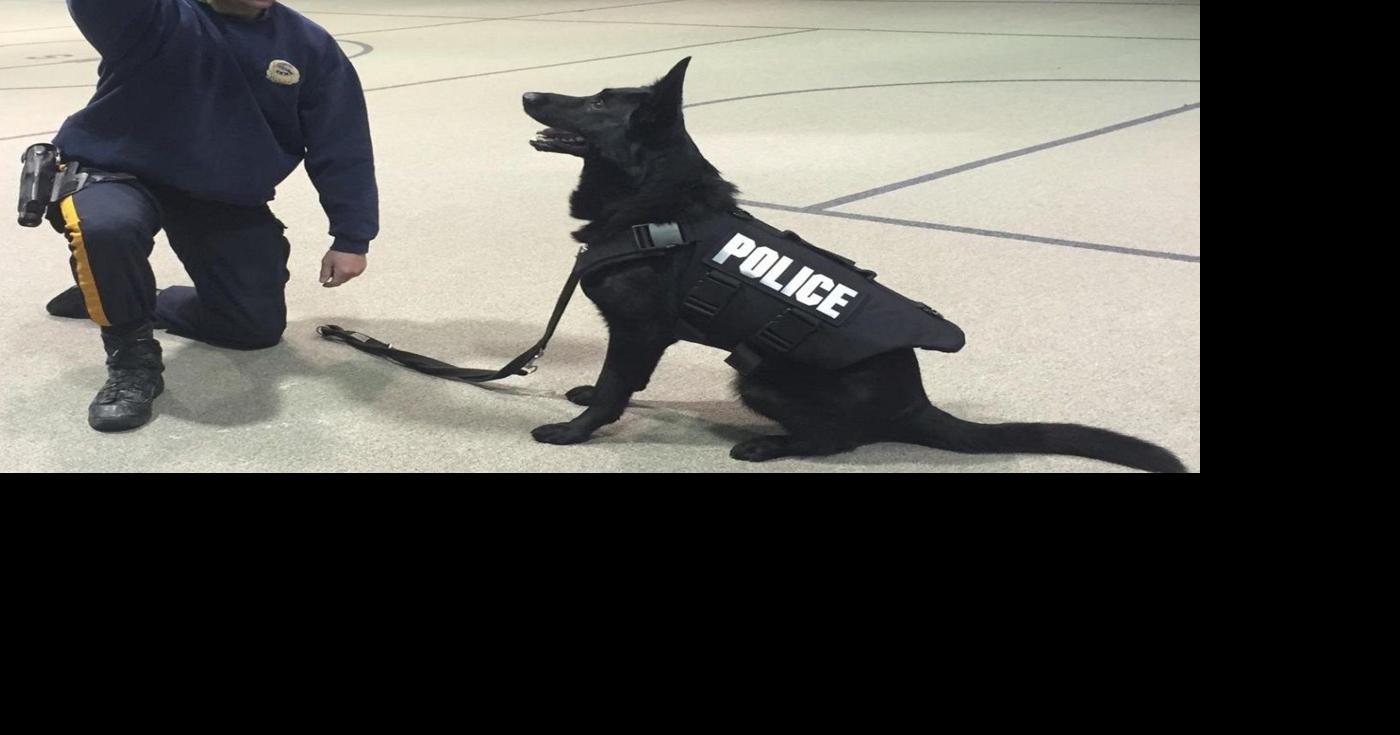 Police dog Onyx recalled by Warren Township Committee | News ...