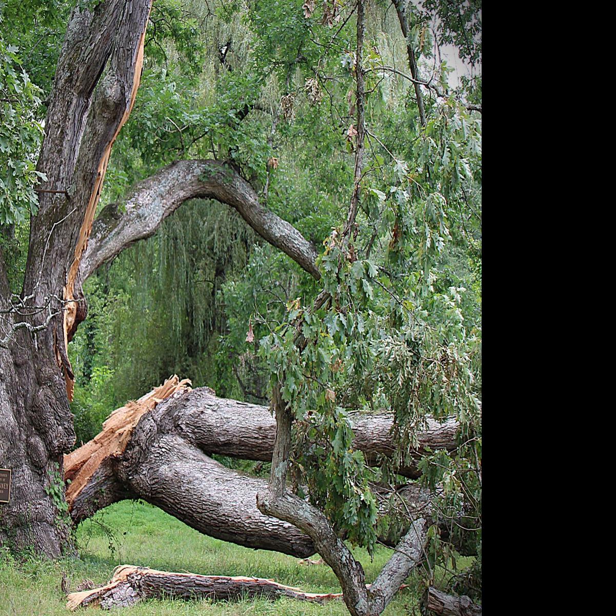 Observer-Tribune | newjerseyhills.com