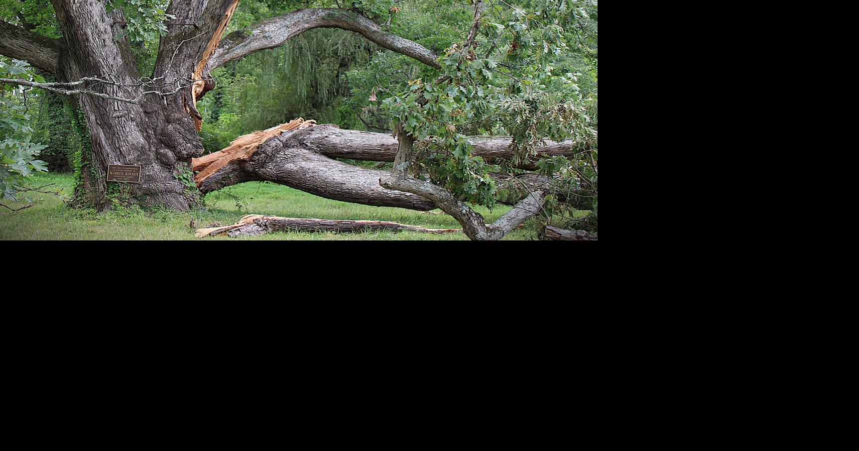 Historic Harding tree damaged by storm | News | newjerseyhills.com