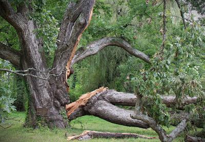 oak tree fallen over