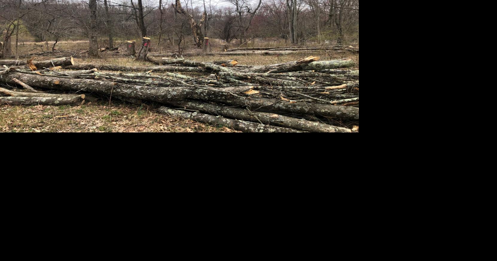Morristown removes infected ash trees in Foote’s Pond | Morris NewsBee ...