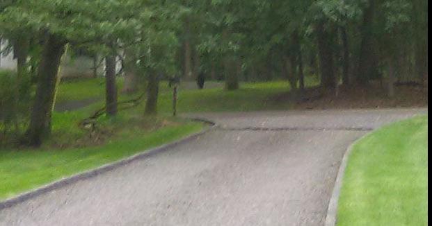 Black bear wanders into Warren neighborhood | Echoes Sentinel News ...
