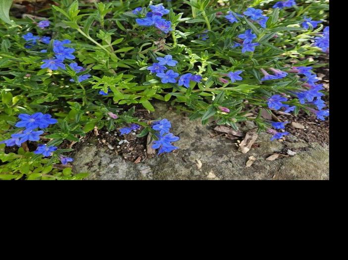 GARDENING IN THE GARDEN STATE: Are there truly blue flowers? | Column ...
