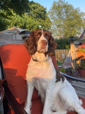 'Velcro dog' Shea 'needs to be up in your face' | Our Pets ...