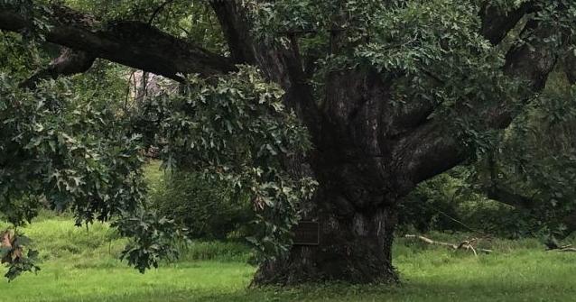 Harding's oldest tree: The Kinney Tree | News | newjerseyhills.com