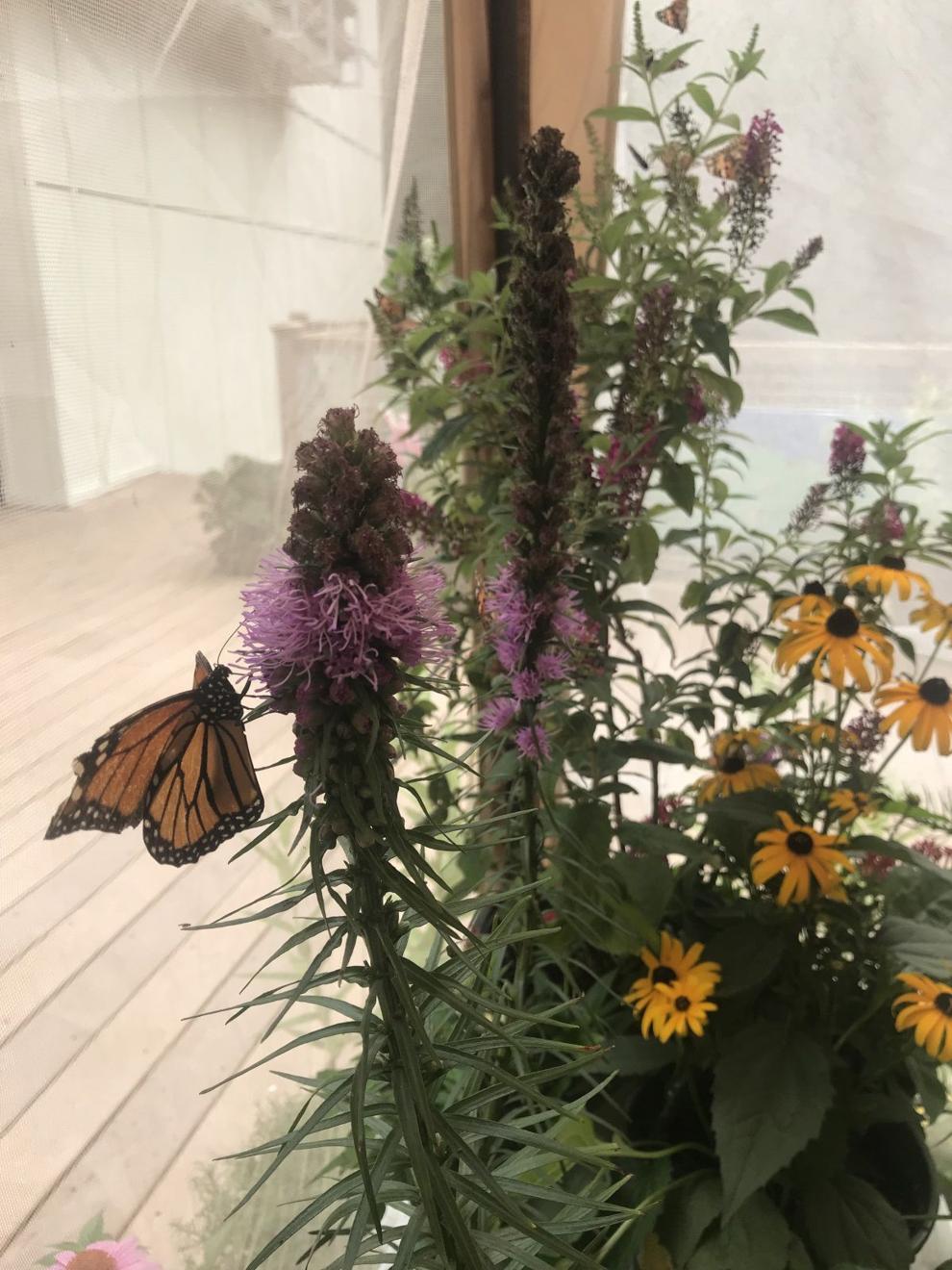 Butterfly Tent Safari requires advance booking | The Progress News ...