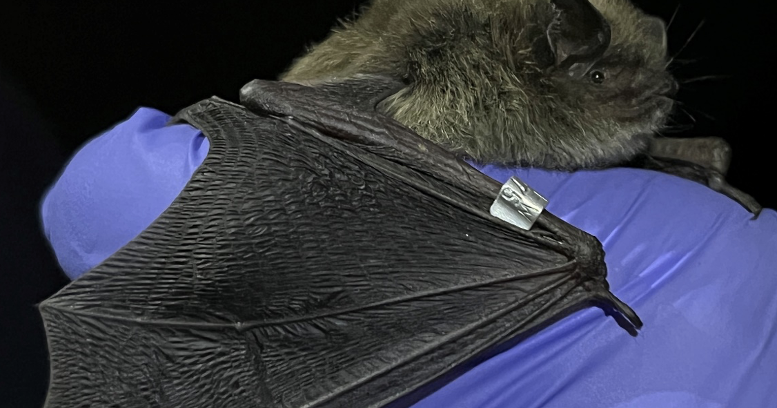 Bats to be Second Sunday program topic on Oct. 8 | Biology ...