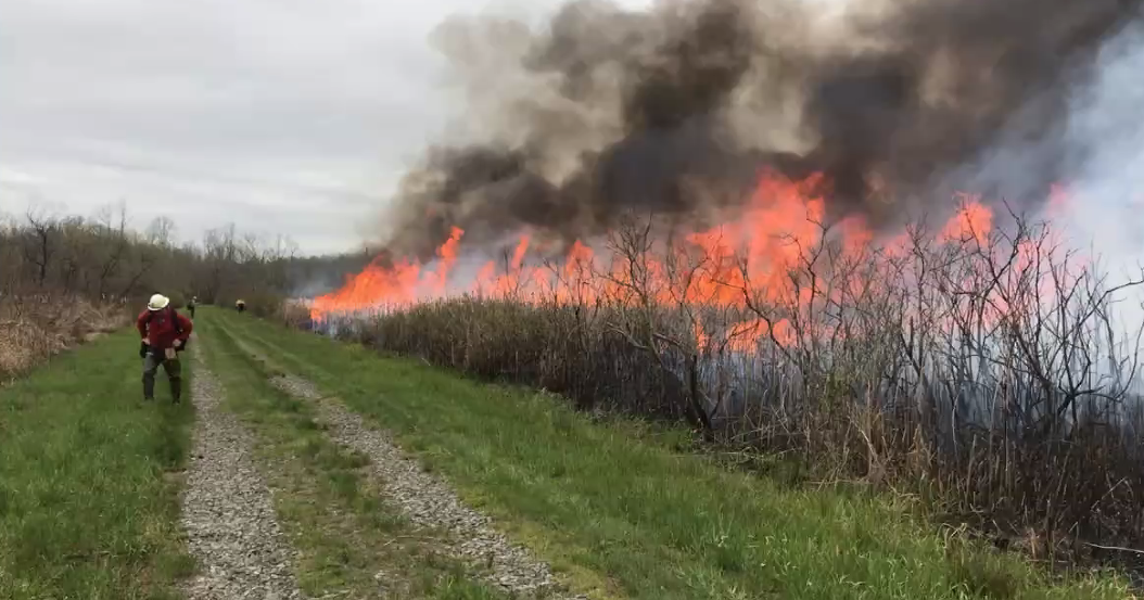 Prescribed burns prevent more destructive wildfires | Botany ...