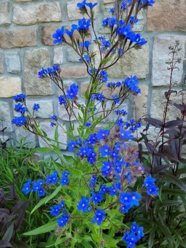 GARDENING IN THE GARDEN STATE: Are there truly blue flowers? | Column ...