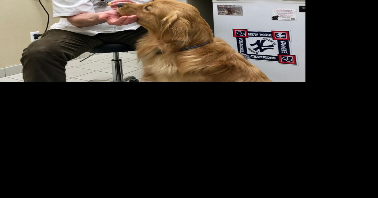 Dr. David W. Krick, 67, of High Bridge, distinguished veterinarian ...