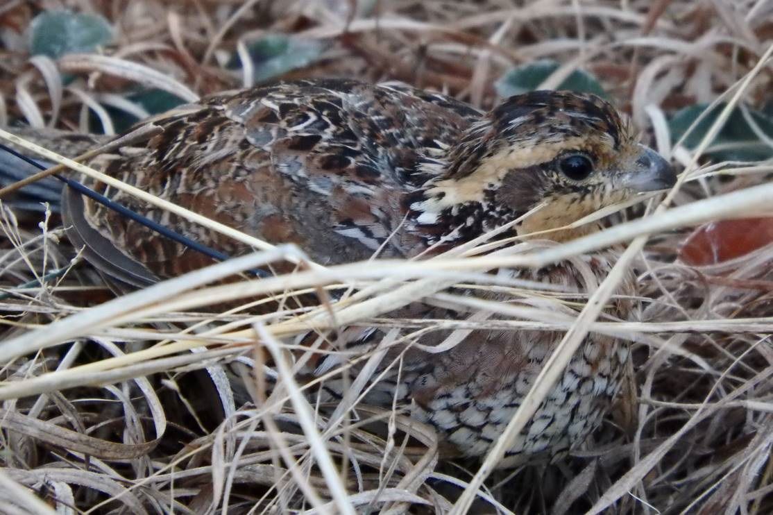 Bobwhite quails reintroduced to Pinelands for second year ...
