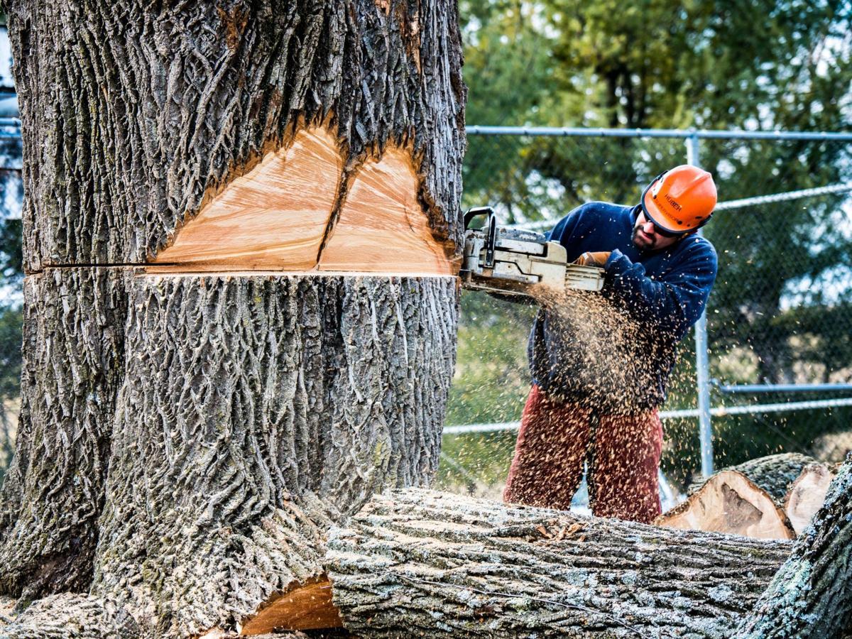 Clinton's historic ash tree cut down after 120-plus years standing ...