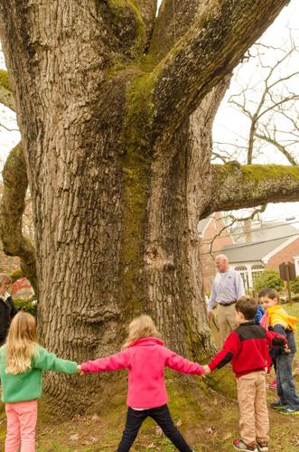 Is ancient oak tree in Basking Ridge dying? | News | newjerseyhills.com