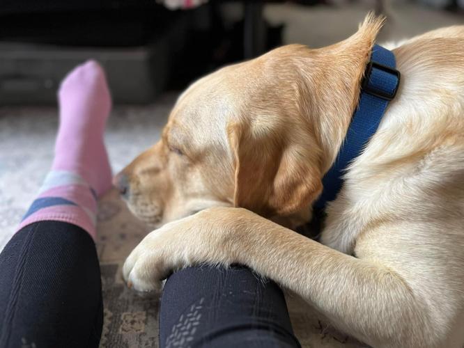 Para-dressage Olympian Alanna Flax-Clark adds a canine companion to her ...