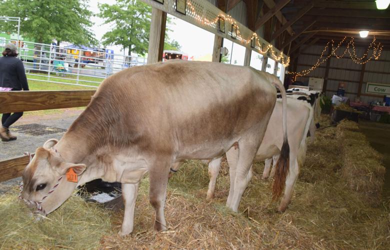 (VIDEO) Hunterdon’s 4-H & Agricultural Fair finishes another season ...