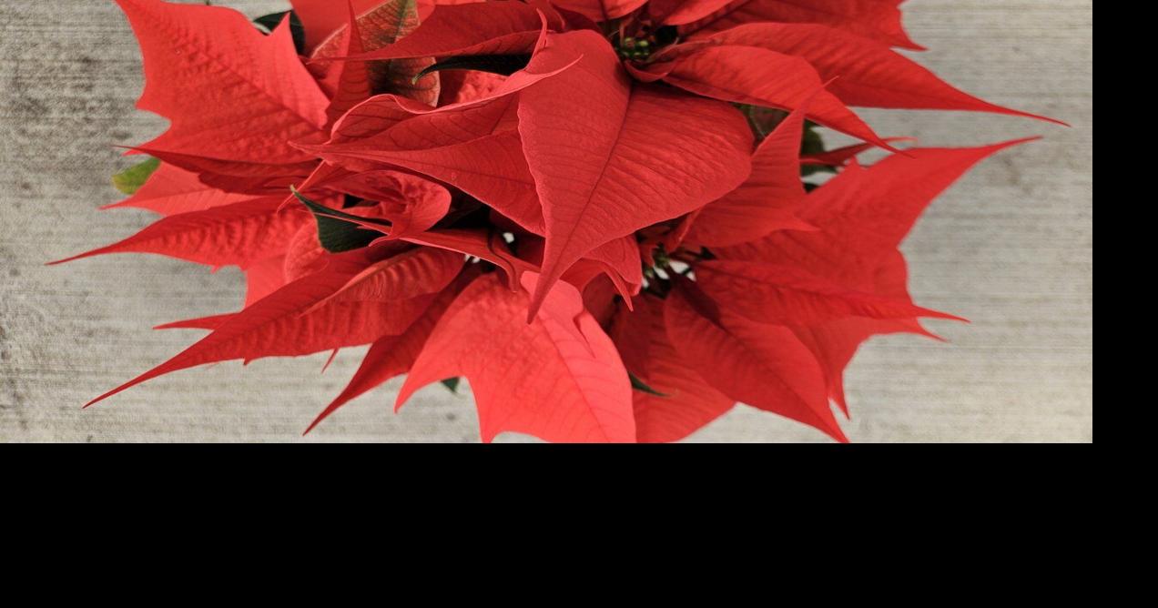 GARDENING IN THE GARDEN STATE: Poinsettias - not just red anymore ...
