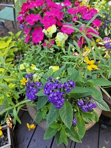 GARDENING IN THE GARDEN STATE: Color strategies for landscape designs ...