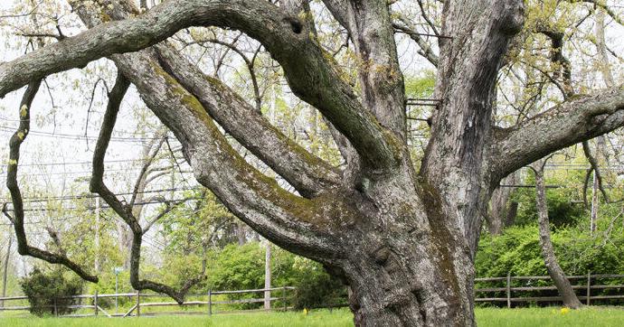 Fallen, historic tree to be 'dated' in Harding Township | News ...