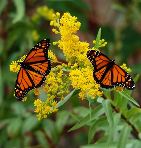 Essex County Environmental Center Butterfly Tent Safari to open July 13 ...