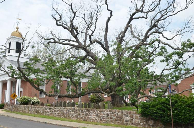 Is ancient oak tree in Basking Ridge dying? | News | newjerseyhills.com