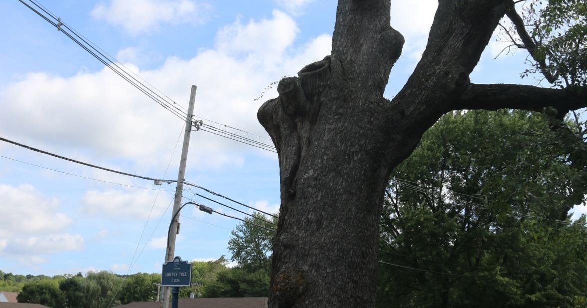Come tomorrow, one again will never see this historic Randolph tree ...