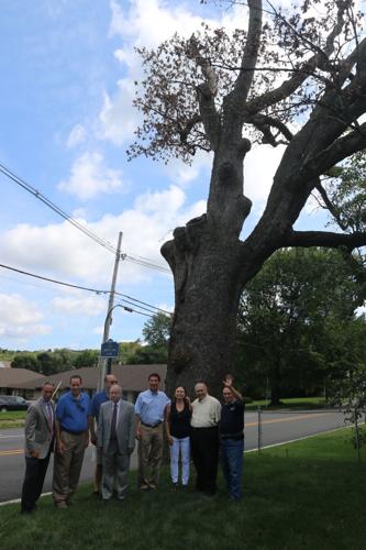 Come tomorrow, one again will never see this historic Randolph tree ...