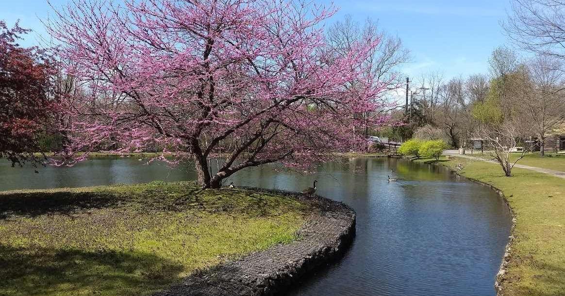 Problematic geese in Peapack-Gladstone to be euthanized | News ...