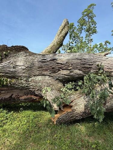 oak tree fallen