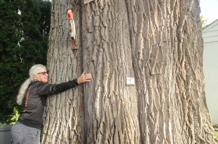 Nation's largest ash tree continues to tower over Madison | News ...