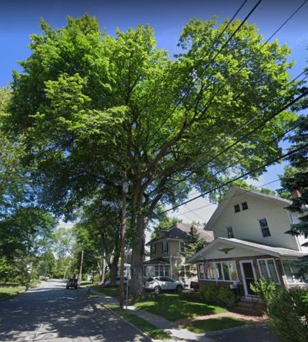 Madison grows 'Landmark Tree' register | News | newjerseyhills.com