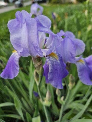 GARDENING IN THE GARDEN STATE: Are there truly blue flowers? | Column ...