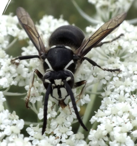 Wasps are social insects that fill roles in nature | News ...