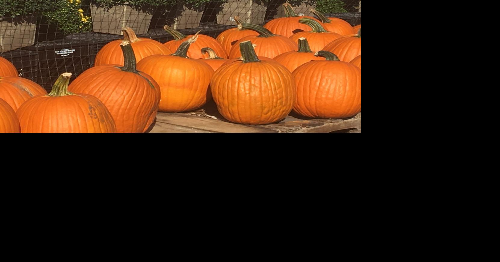 Pluckemin Presbyterian Church to host Fall Festival, Trunk and Treat on ...