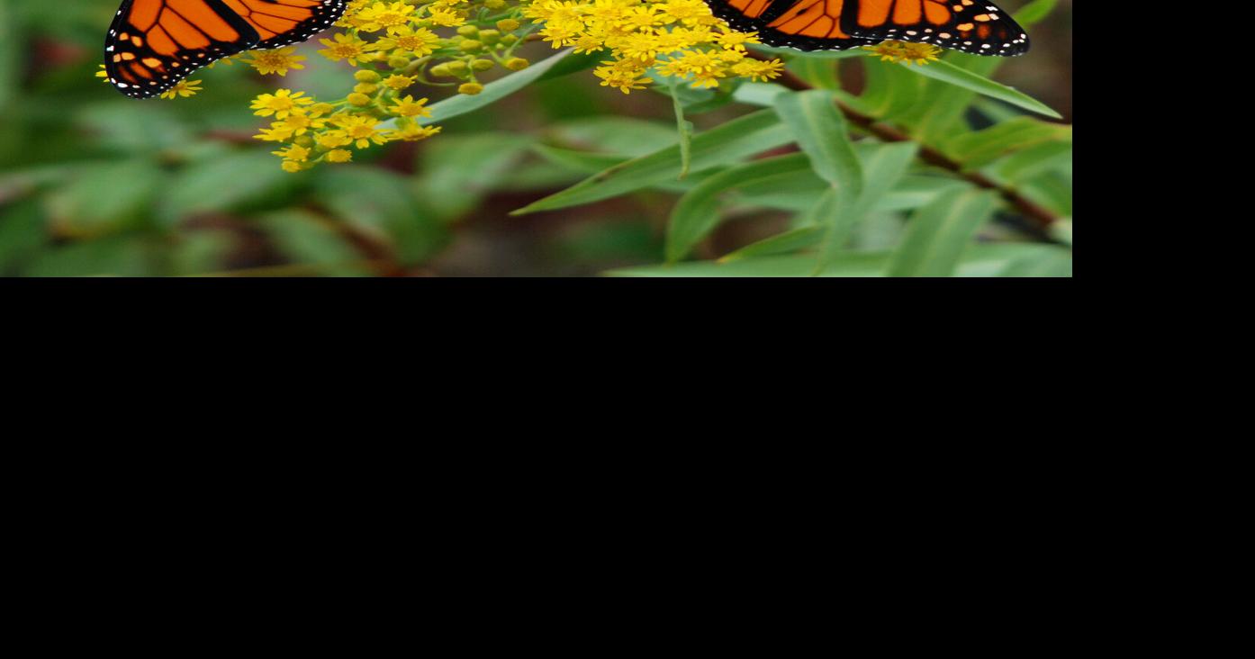 New Jersey Conservation Foundation will host butterfly walks in July ...