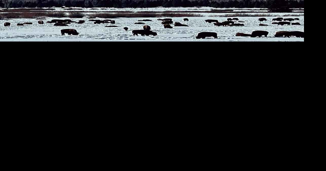 TRAVELS WITH KATE: Fly west to Jackson Hole this winter | Column ...