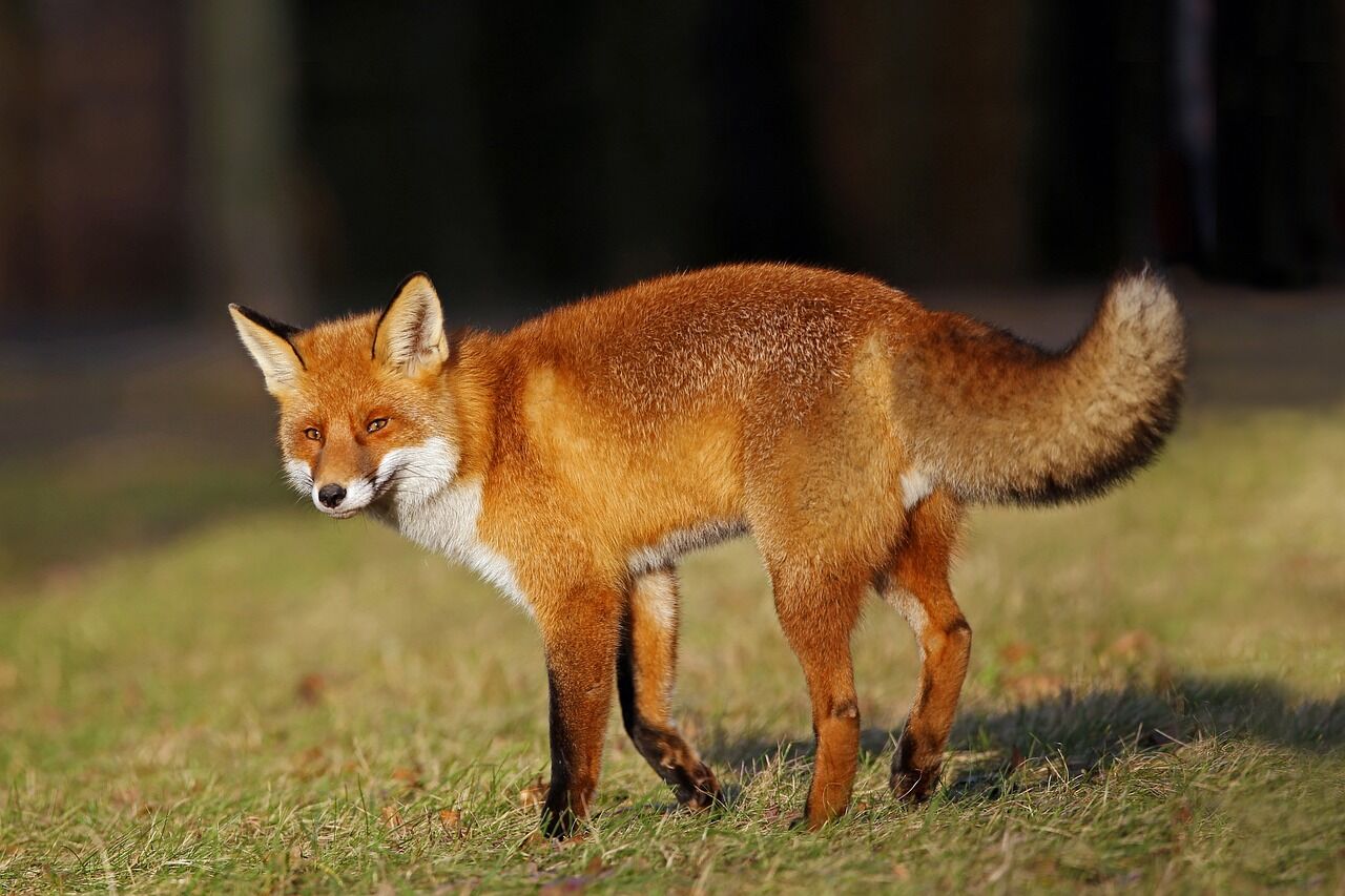 Adult fox tests positive for rabies in Tewksbury Township | News ...
