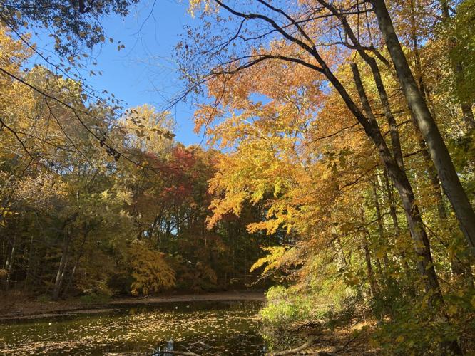 Drew Forest purchase to preserve a home for water and wildlife | News ...