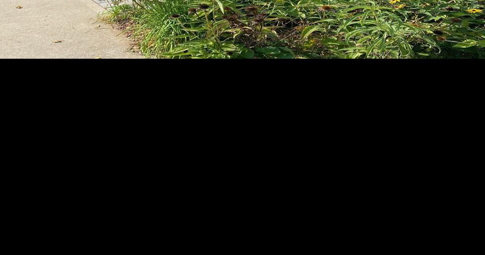 Madison Eco Garden Tour returns this Saturday | Madison Eagle News ...