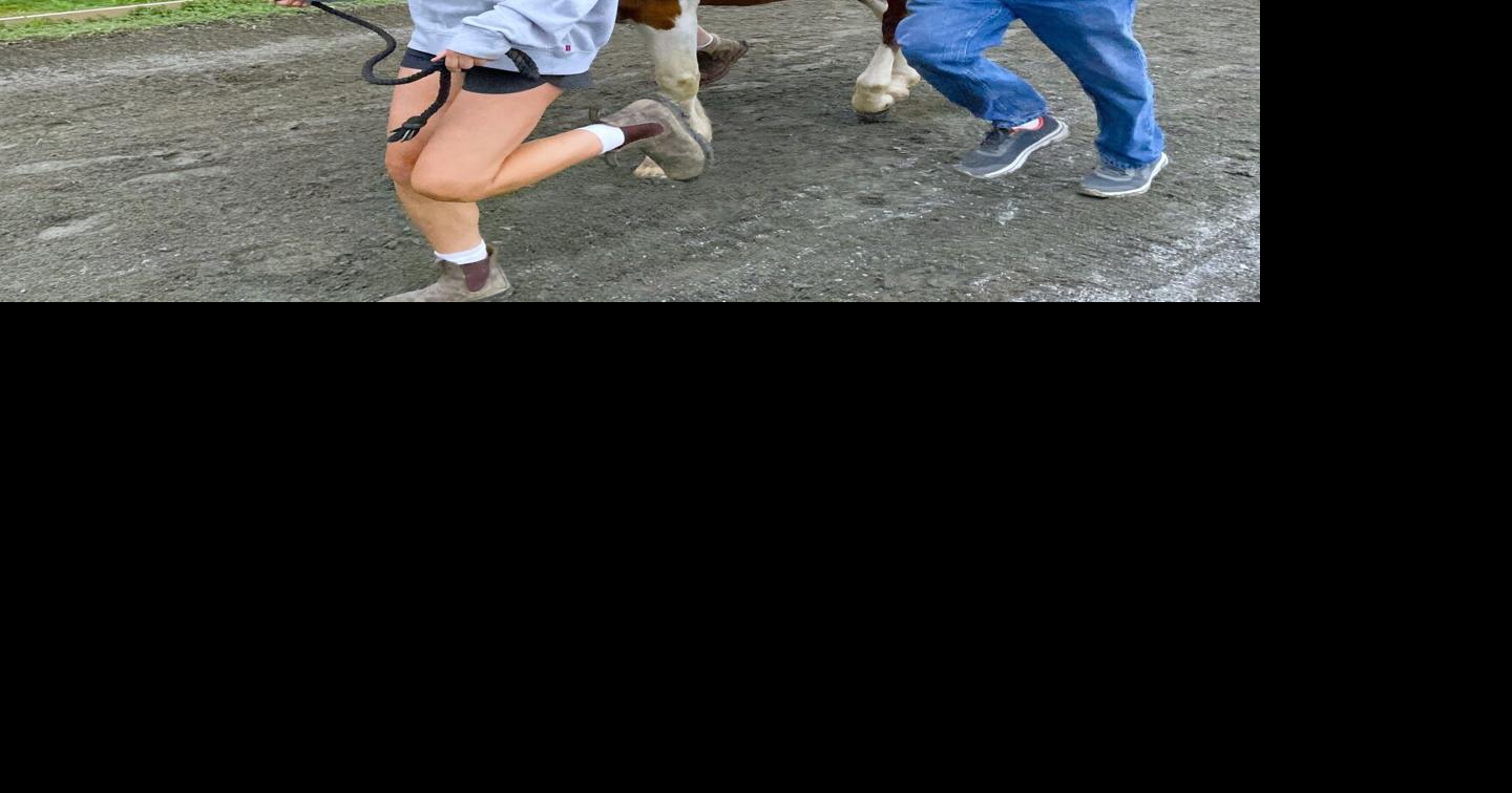 Mane Stream still needs summer camp volunteers | Hunterdon Review News ...