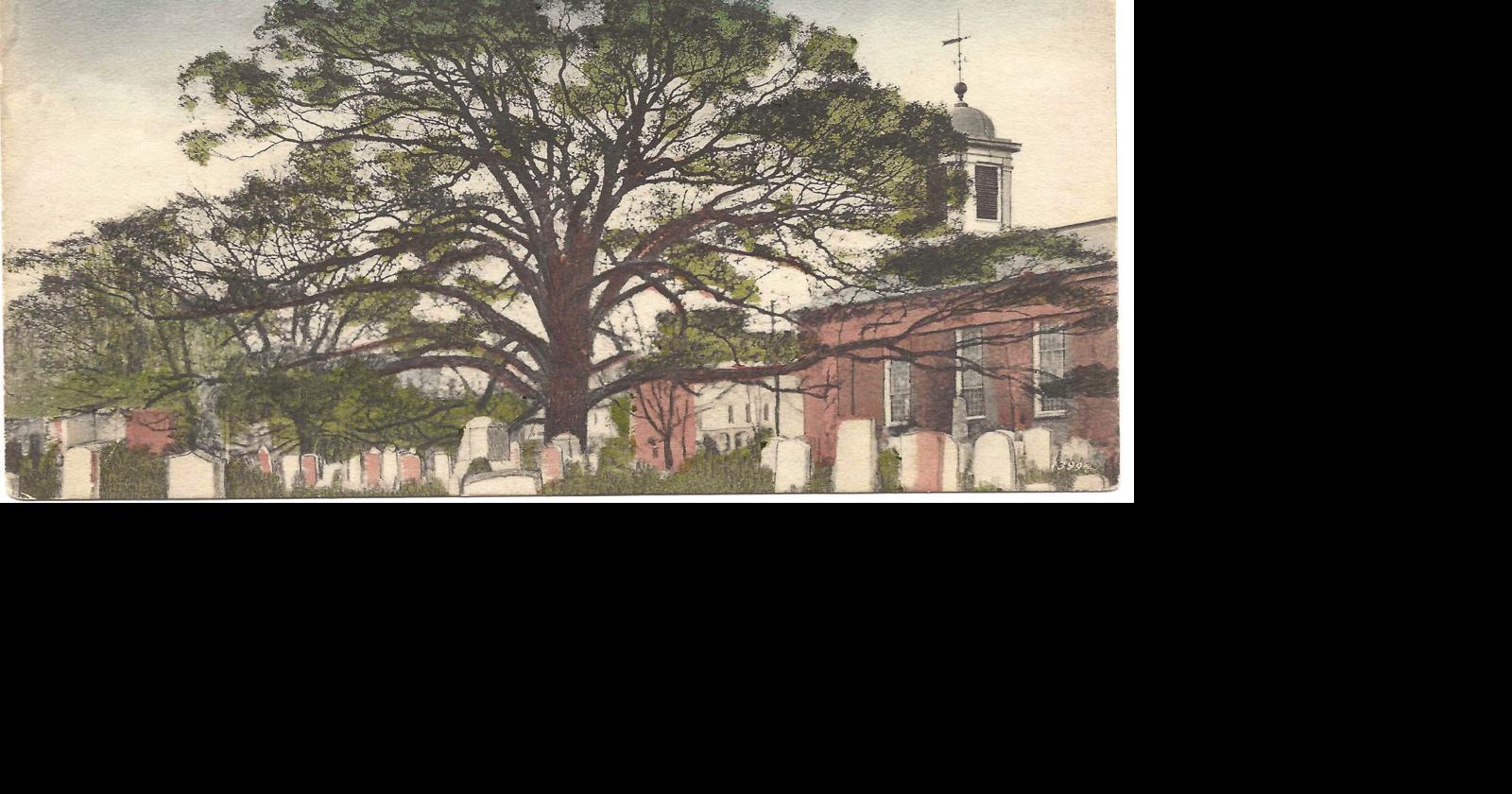 Fund-raiser set for removal of historic Basking Ridge oak tree | News ...