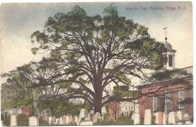 Fund-raiser set for removal of historic Basking Ridge oak tree | News ...