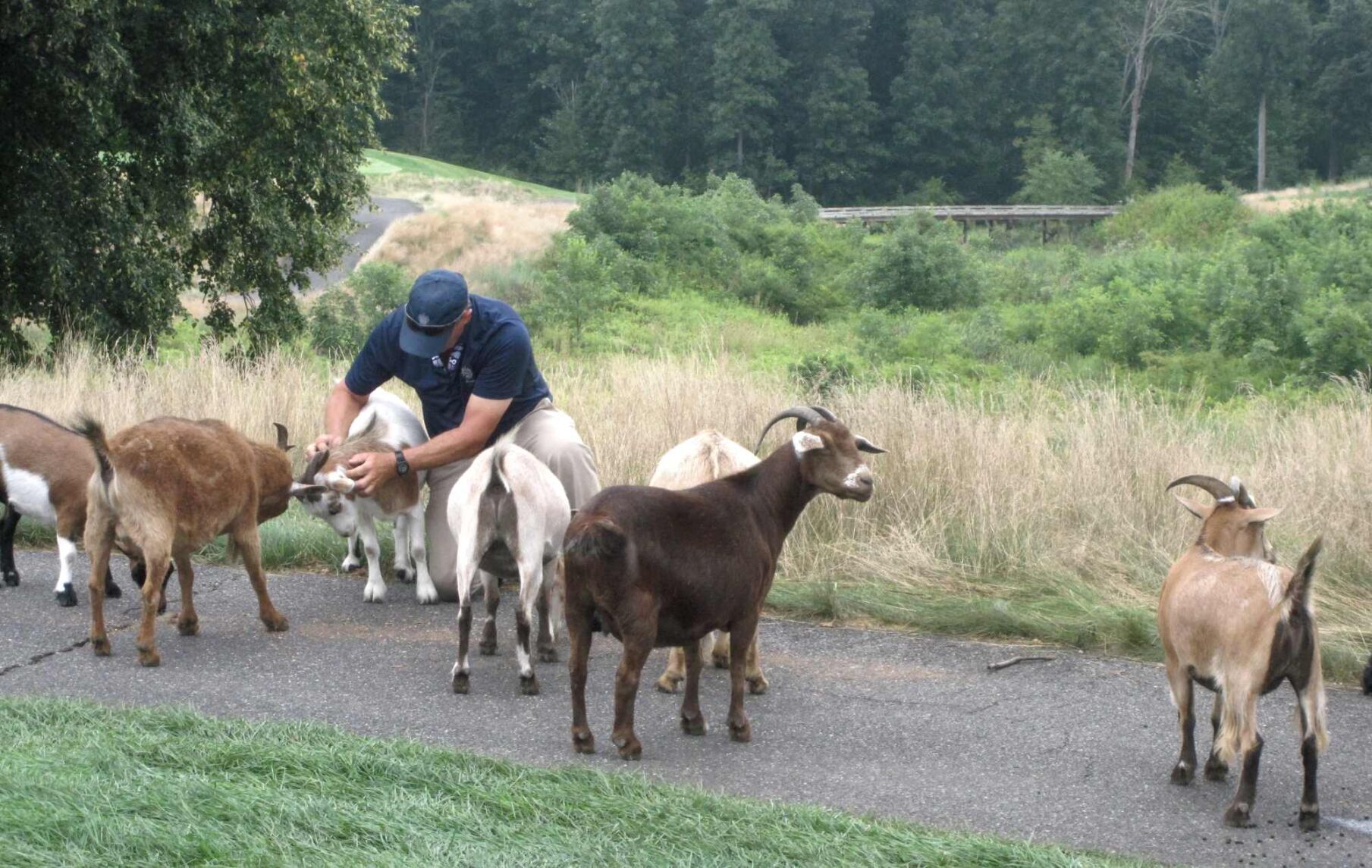 'They eat anything:' Goats eyed to combat poison ivy in Bedminster ...