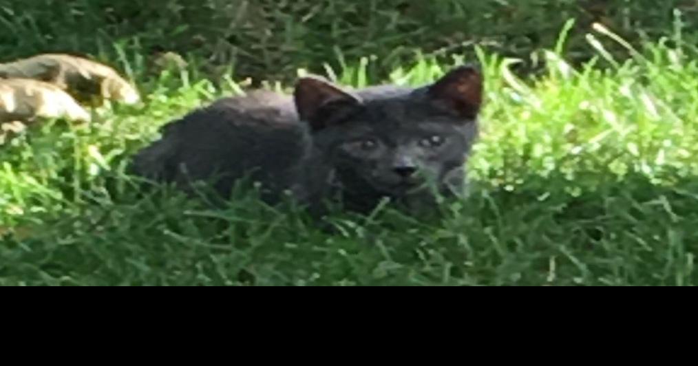 Dark grey Russian Blue Manx kitten lost in Annandale | Hunterdon Review ...