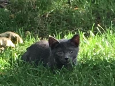 Dark grey Russian Blue Manx kitten lost in Annandale | Hunterdon Review ...